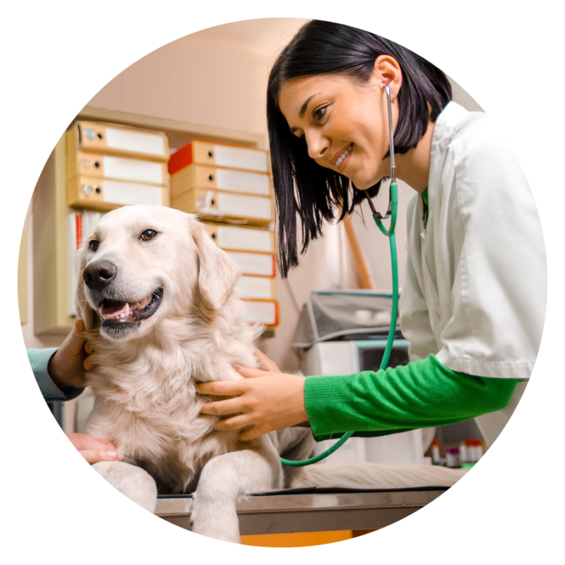 Veterinary Appointment Scheduling Software | VitusVet