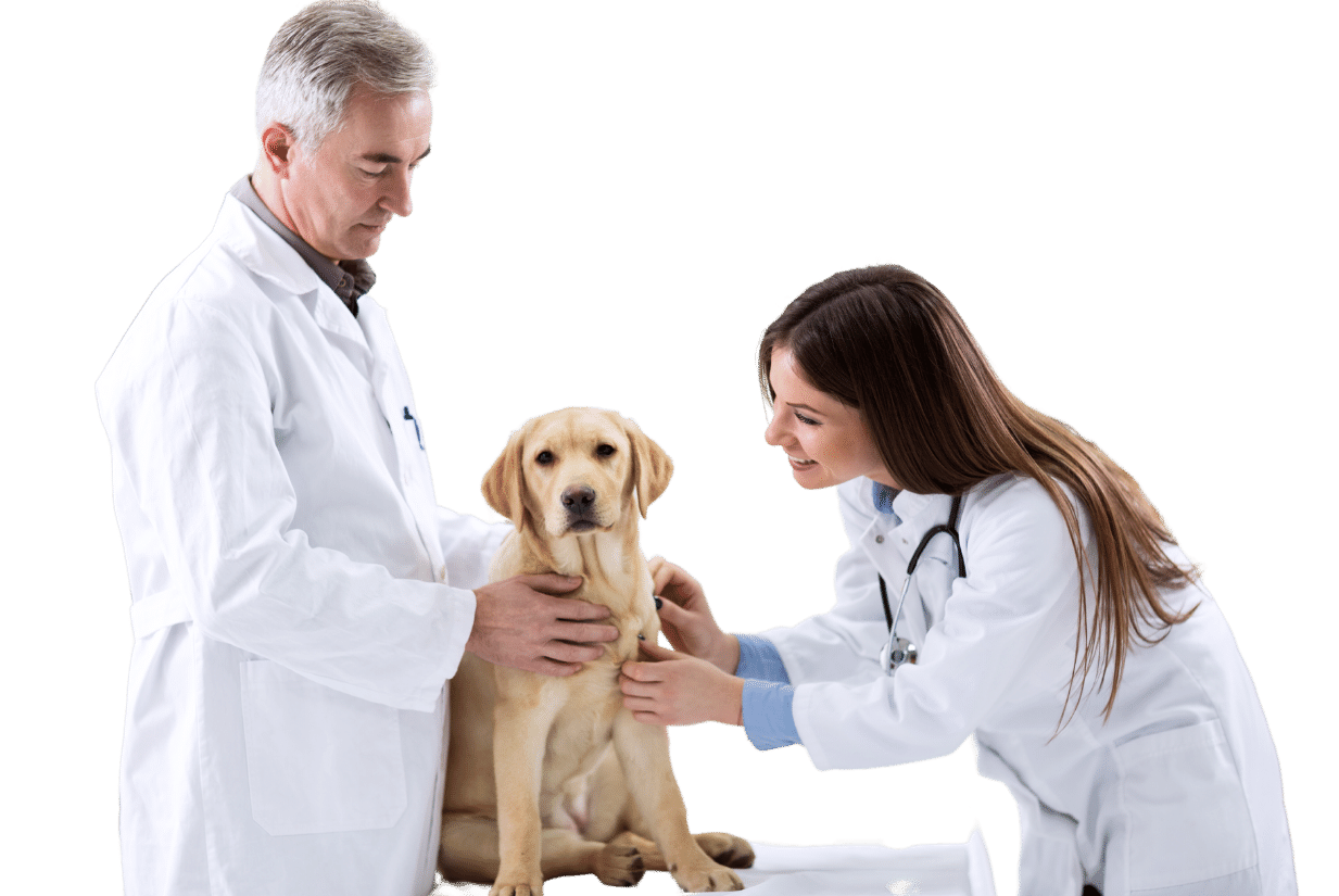 Veterinary Practice Management Software Integrations | VitusVet